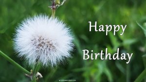 HBDAY.ART - Happy Birthday Greeting Cards, Pictures,Wishes,Messages.